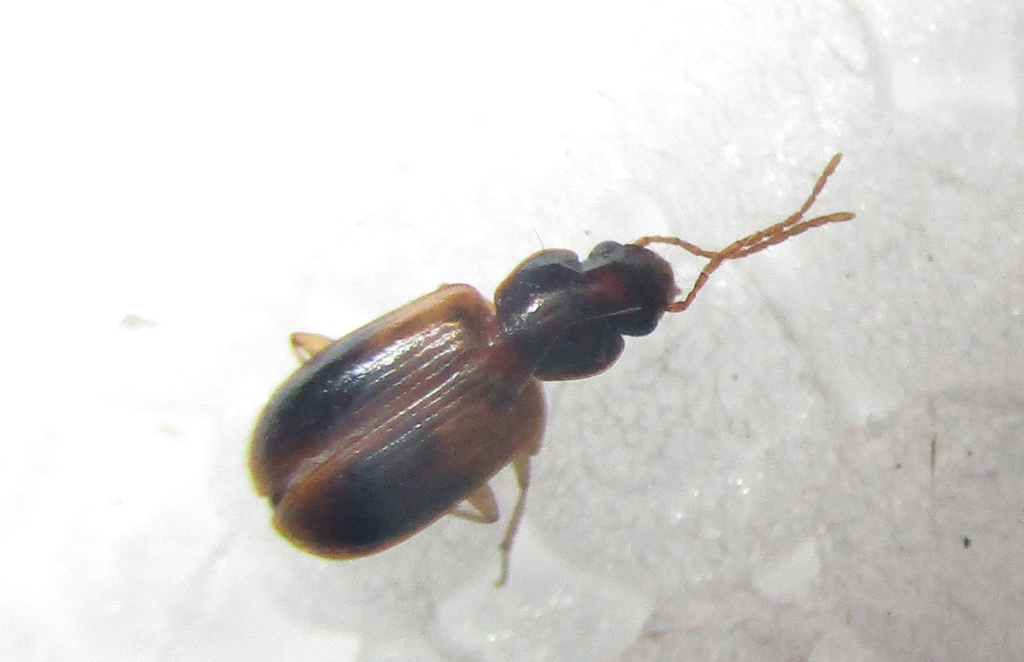 Amblystomus umbrifer from Gaborone Botswana on April 19, 2020 by ...