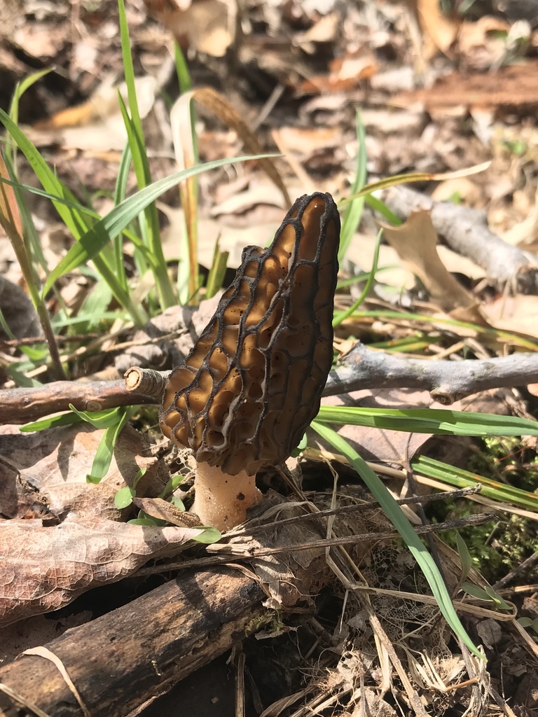 black morel in April 2020 by Brian Hunt. First observation was on 4-11 ...