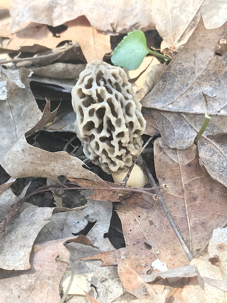 white morel in April 2020 by Brian Hunt · iNaturalist