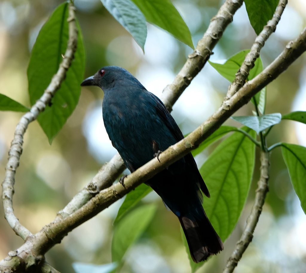 Asian Fairy-bluebird (Irena puella) - Avian Discovery