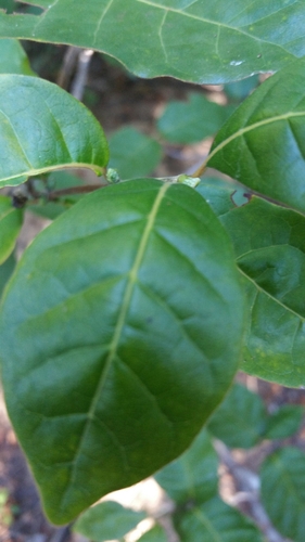 Subspecies Coffea grevei mahajangensis · iNaturalist