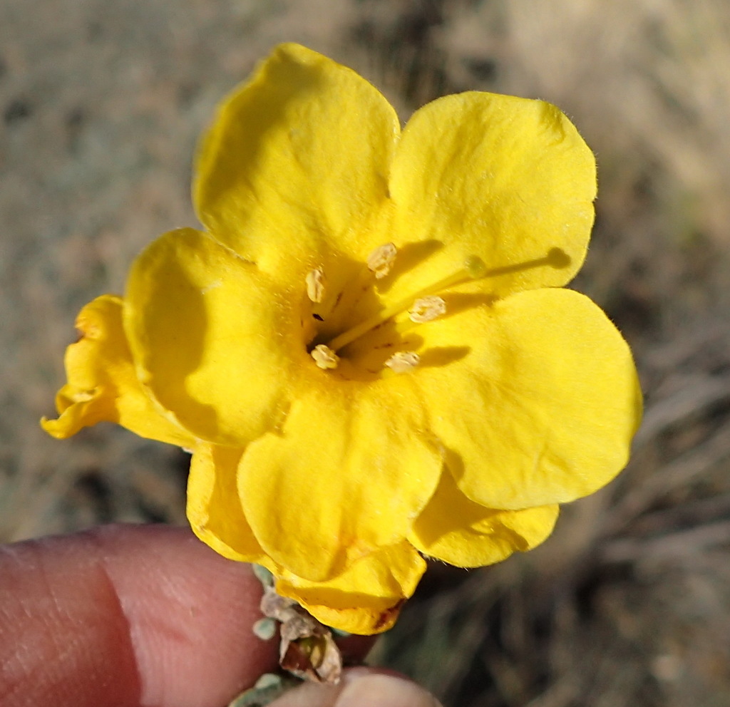 Karoo Gold from Central Karoo DC, South Africa on September 27, 2016 at ...