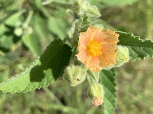 Flannel Weed (Subspecies Sida cordifolia cordifolia) · iNaturalist