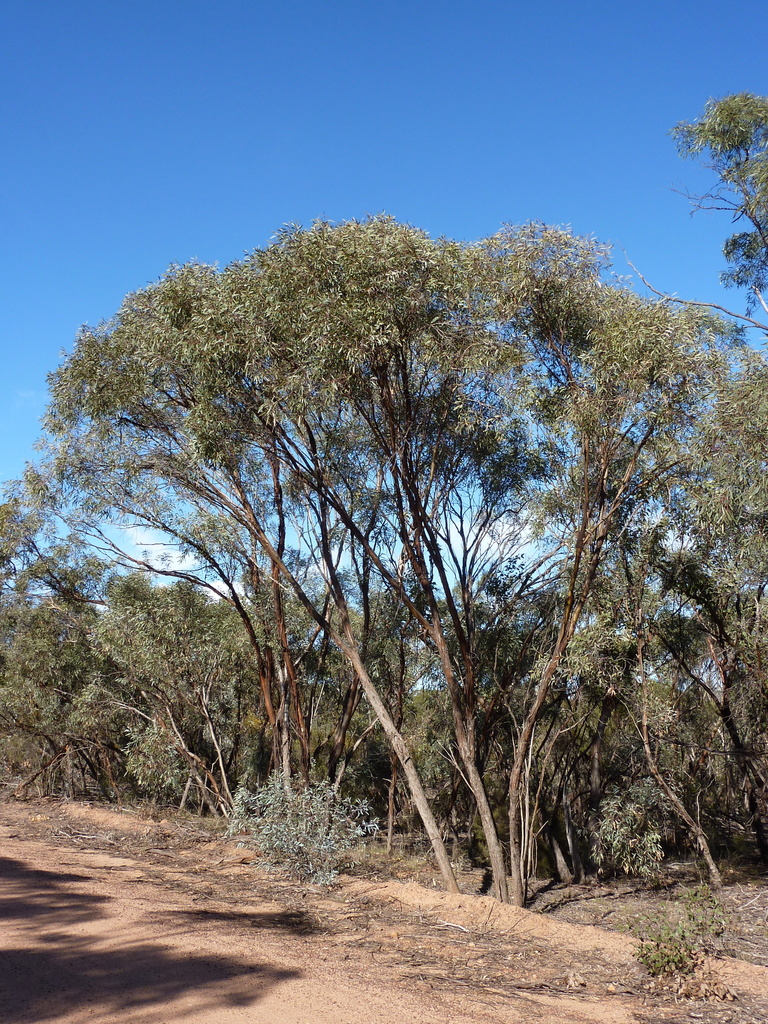 Blue Mallee from Powlett Plains VIC 3517, Australia on October 22, 2018 ...