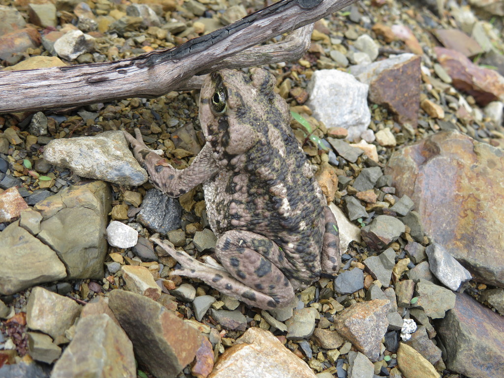 Warty Toad from Sánchez Carrión, Peru on December 29, 2019 at 10:03 AM ...
