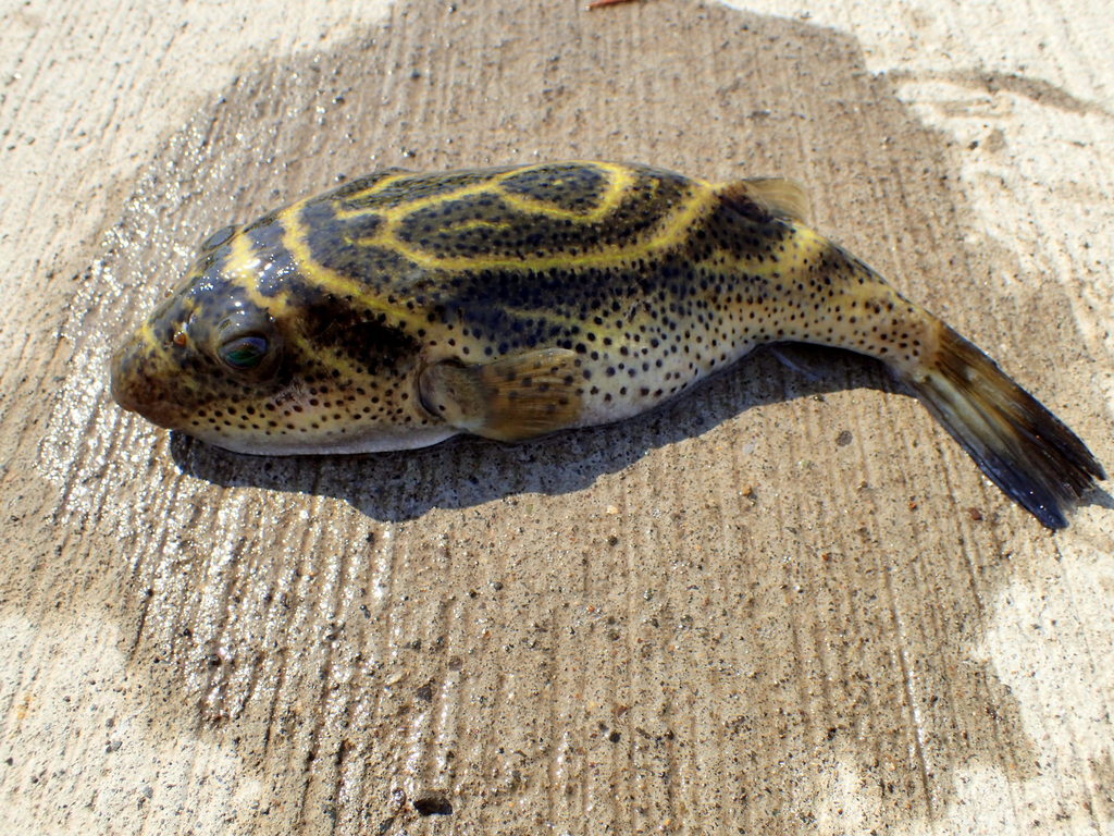 pez globo ovalado (Guía de peces de Bahia Solano) · iNaturalist