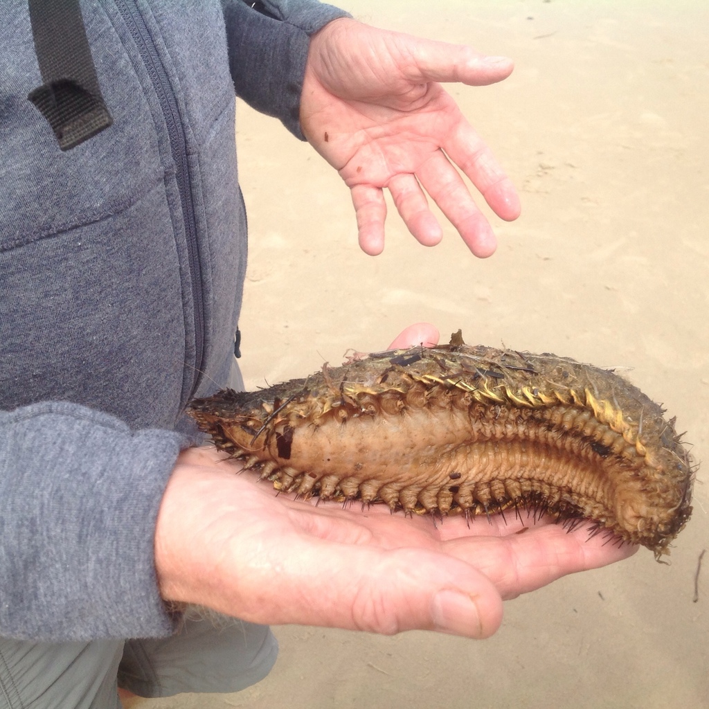 Southern Sea Mouse from Benny Avenue, Port Noarlunga, SA, AU on October ...