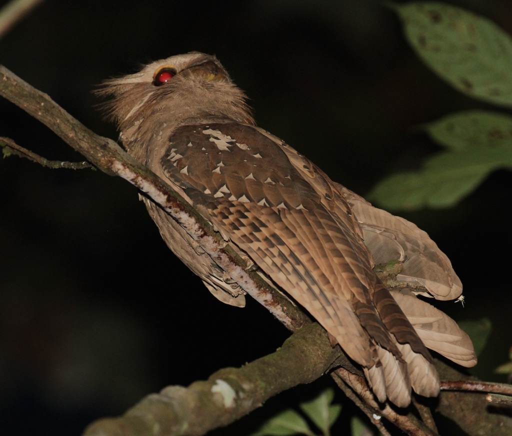 Large Frogmouth (Batrachostomus auritus) - Avian Discovery