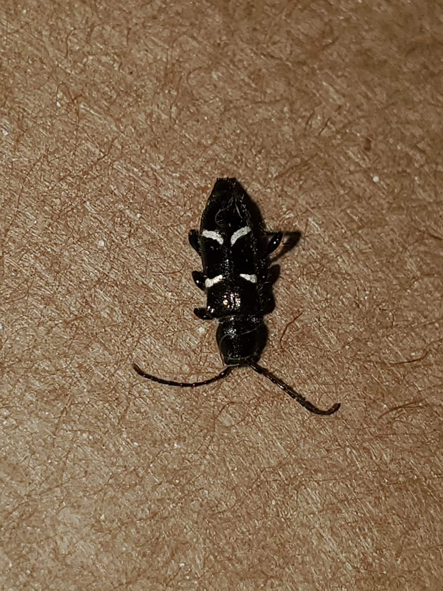 Phymatodes nitidus LeConte, 1874