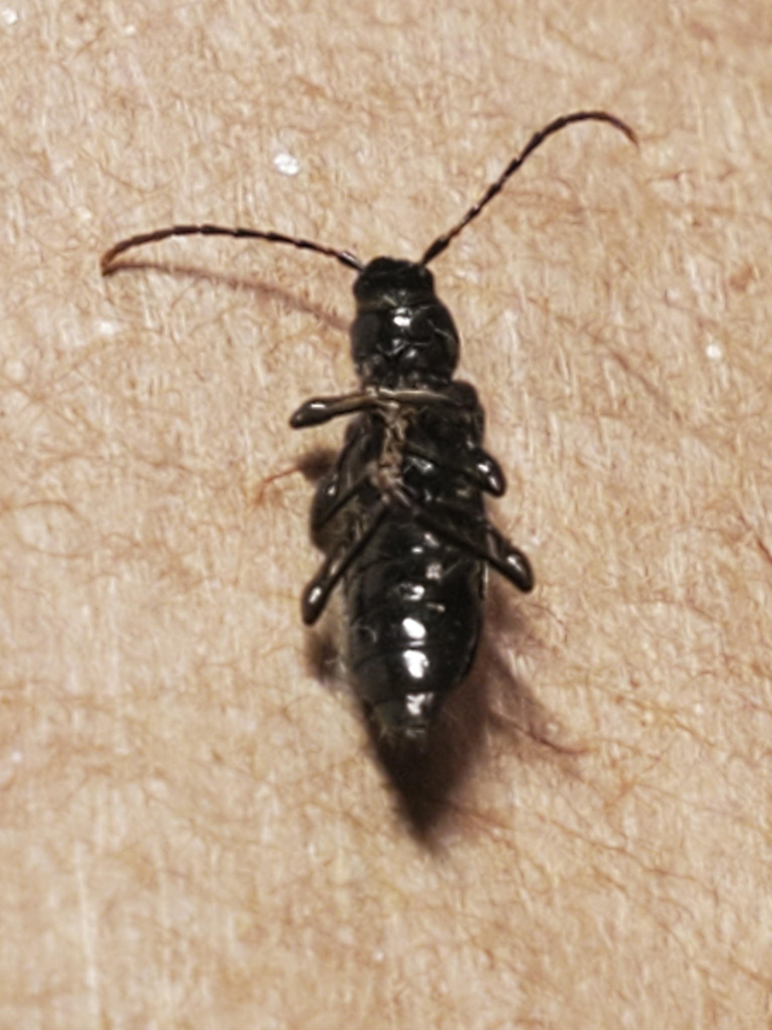 Phymatodes nitidus LeConte, 1874