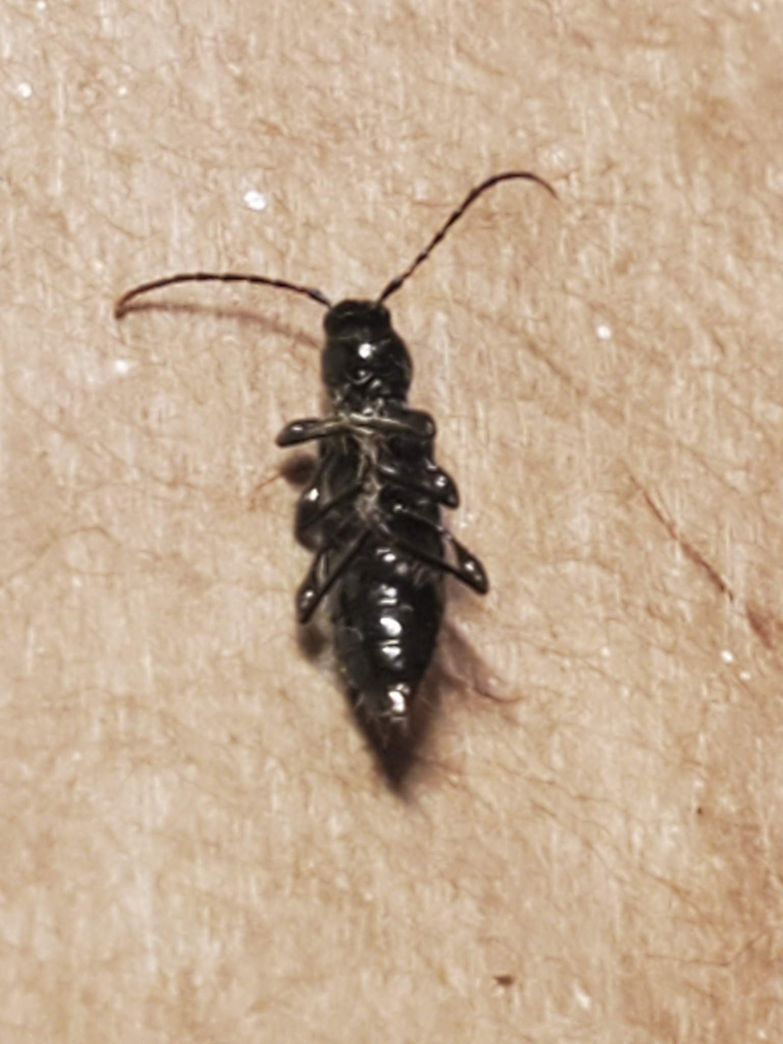 Phymatodes nitidus LeConte, 1874