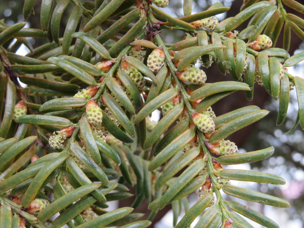 yew family (Taxaceae) - Botanical Realm
