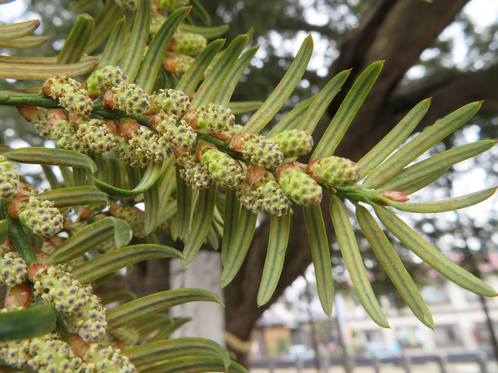 yew family (Taxaceae) - Botanical Realm