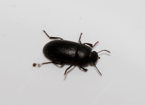 Opatroides punctulatus (Flora and Fauna of Will C Wood) · iNaturalist