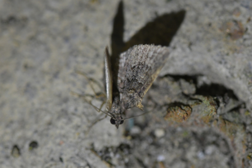 Apple Looper from Avalon, Lower Hutt 5011, New Zealand on April 23 ...