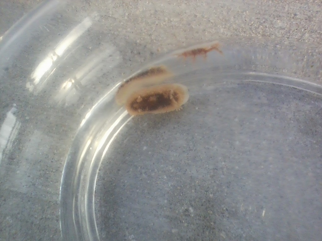 barnacle-eating dorid from Beverly, MA, USA on April 07, 2020 at 09:54 ...