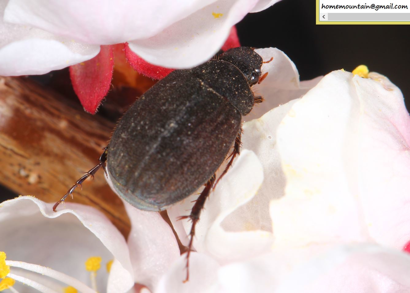Maladera orientalis (Motschulsky, 1857)