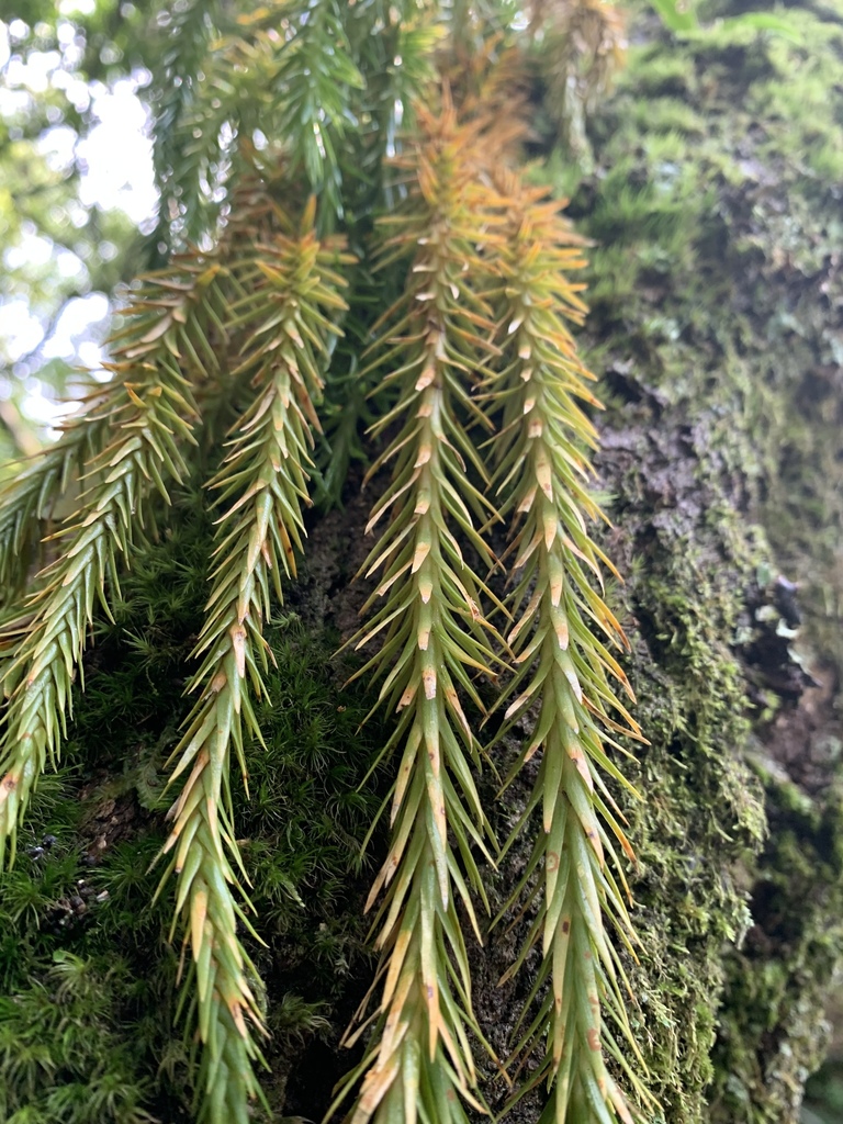 (Phlegmariurus dacrydioides) - Botanical Realm