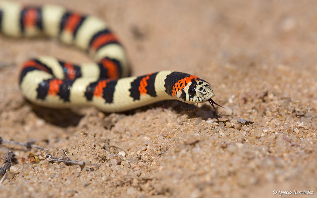 Ringed Hognose Snake (Xenodon semicinctus) - Snakes and Lizards