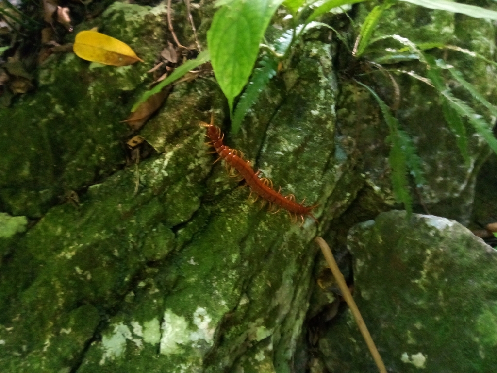 Caribbean Giant Centipede from Paraiso, DO-BH, DO on April 22, 2020 at ...
