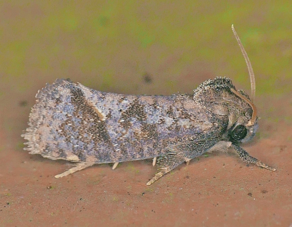 Texas Grass Tubeworm Moth (The iNaturalist Guide to Payne Hollow ...
