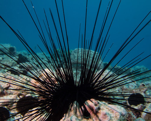 Diadema paucispinum A.Agassiz, 1863