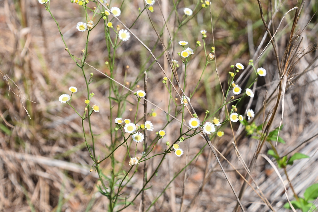 asters and allies from hilochee wma osprey unit on April 22, 2020 by ...