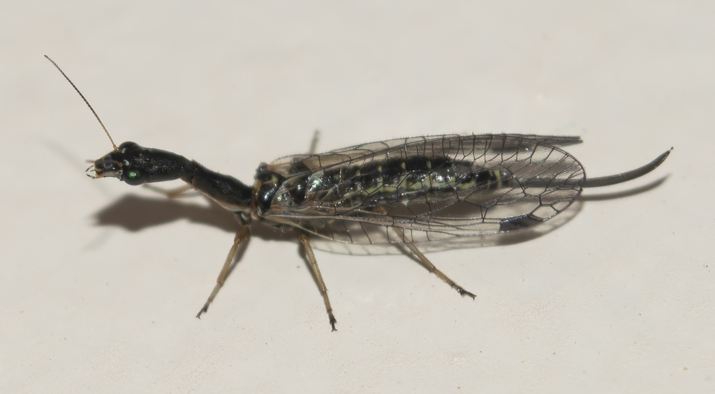 Raphidia ophiopsis mediterranea from Nea Makri 190 05, Greece on April ...