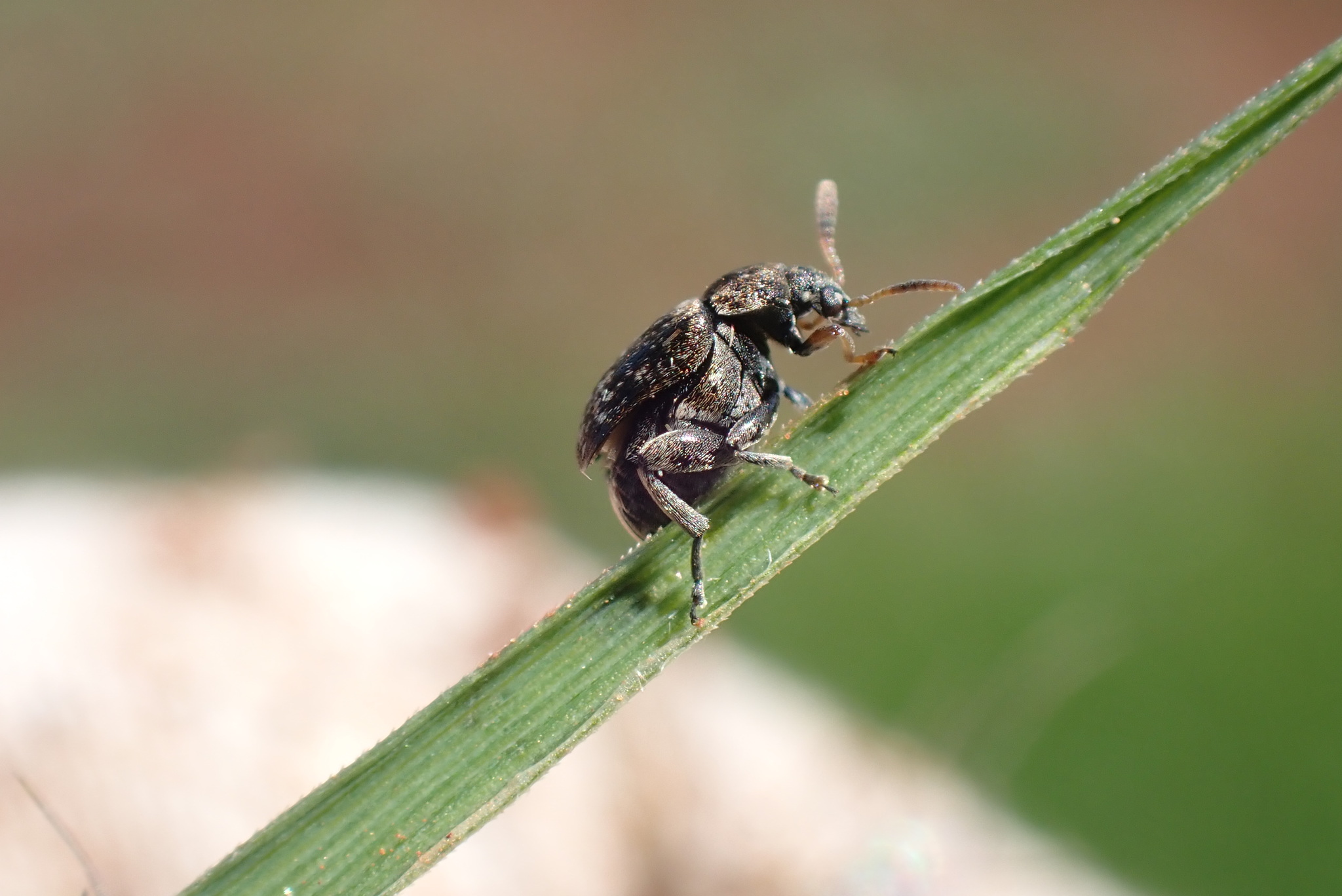 Bruchus brachialis Fåhraeus, 1839