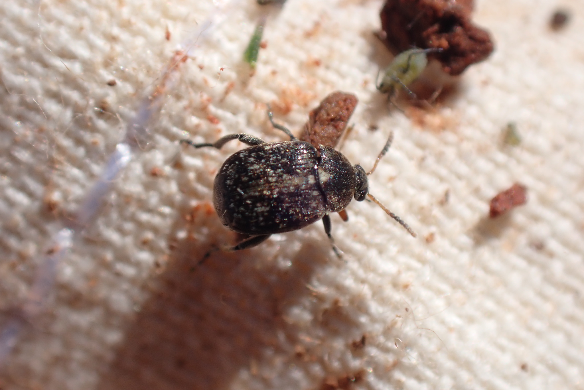 Bruchus brachialis Fåhraeus, 1839