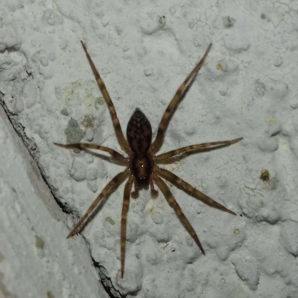 Pied Stone Spider from Slămnești, Romania on August 4, 2018 at 10:32 PM ...