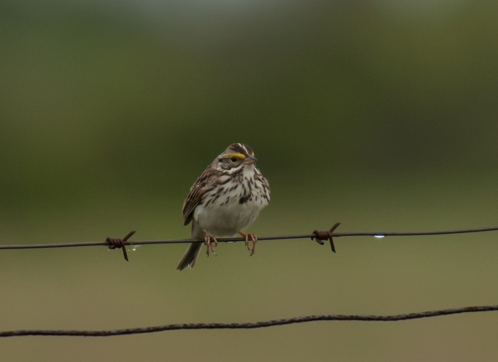 Savannah Sparrow (Birds of Alabama) · iNaturalist