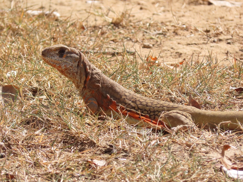 Butterfly Lizards from Suthep, Mueang Chiang Mai District, Chiang Mai ...