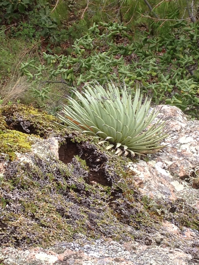Agave rzedowskiana in July 2016 by Cynthia · iNaturalist