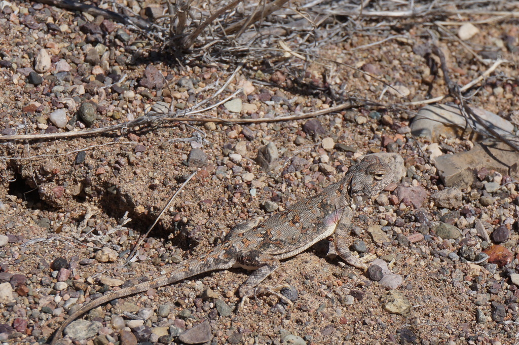 Phrynocephalus guttatus alpherakii from Уйгурский район, Казахстан on ...