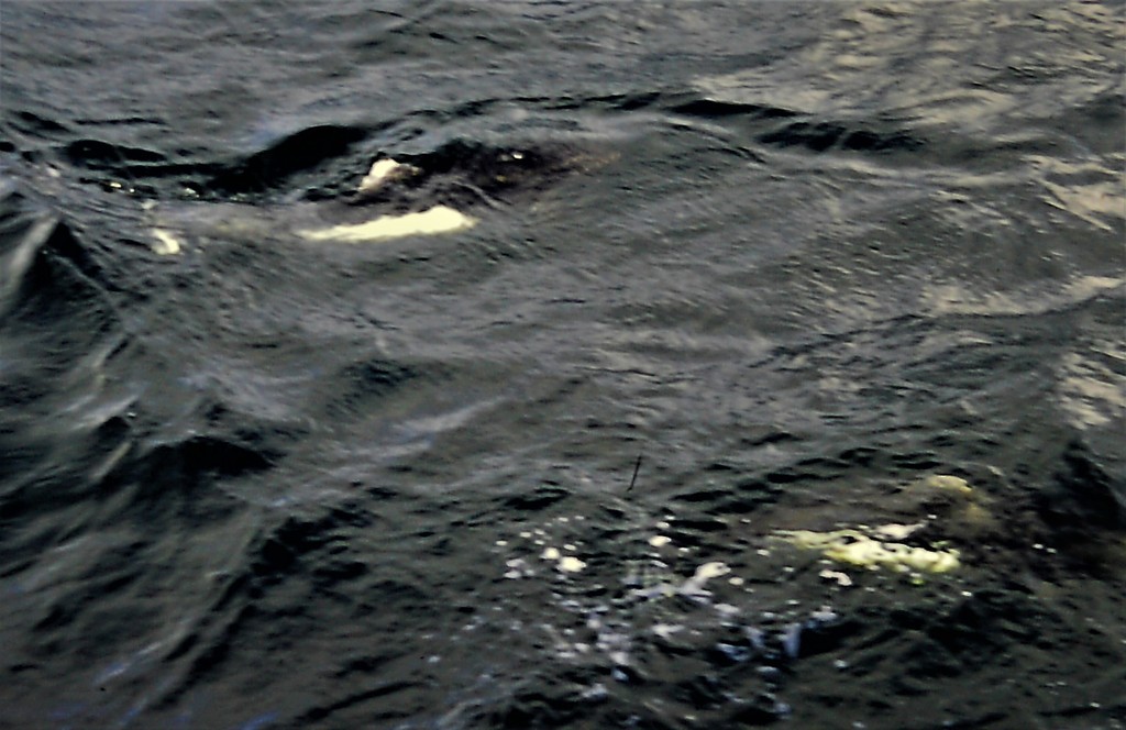 Dall's Porpoise from Port Graham, AK, USA on June 24, 2001 at 10:55 AM ...