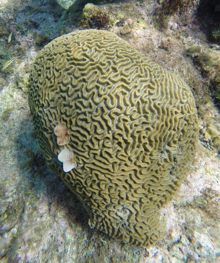 Symmetrical Brain Coral from Curaçao on 11 March, 2014 at 01:13 PM by ...
