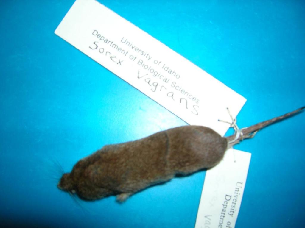 Vagrant Shrew (Biodiversity of Marin) · iNaturalist