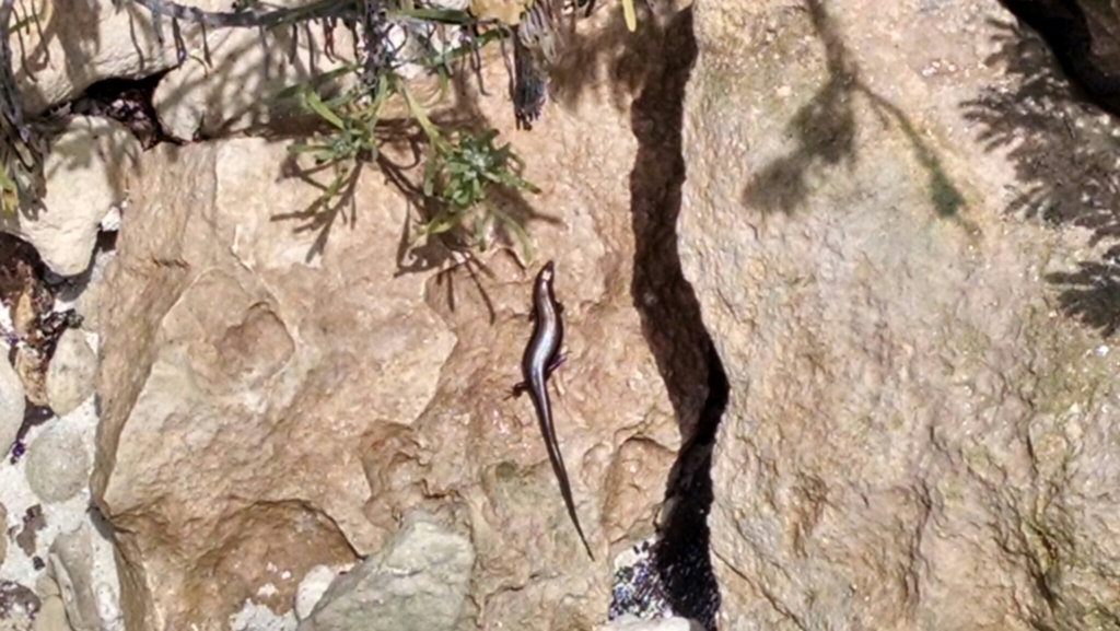 Mayan Skink from Unnamed Road Quintana Roo on March 15, 2017 at 01:02 ...
