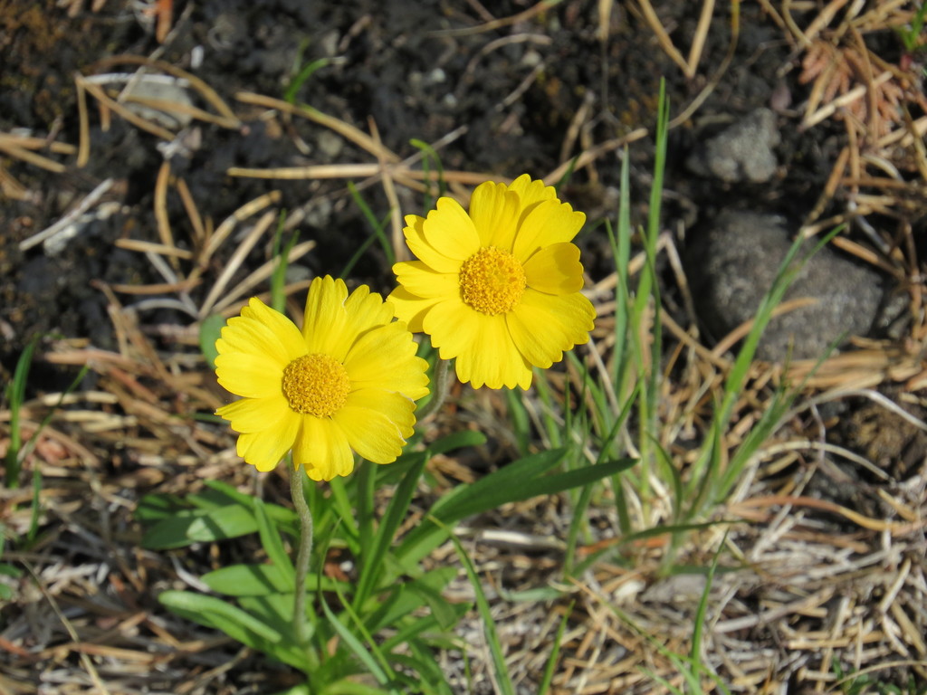 lakeside daisy from South Bruce Peninsula, ON, Canada on June 10, 2016 ...