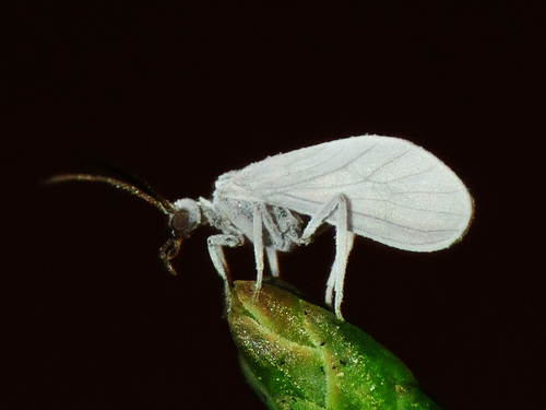 Género Semidalis · iNaturalist Mexico