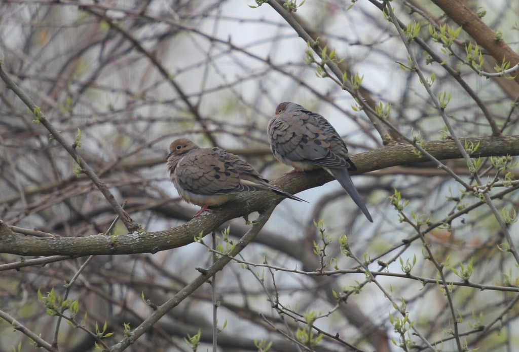 Mourning Dove from Back Deck, Winchester, VA on April 23, 2020 by Tim ...