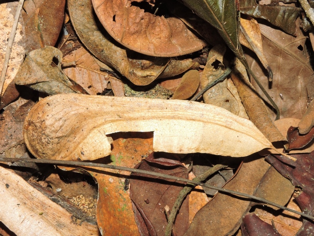 (Myroxylon balsamum) - Botanical Realm