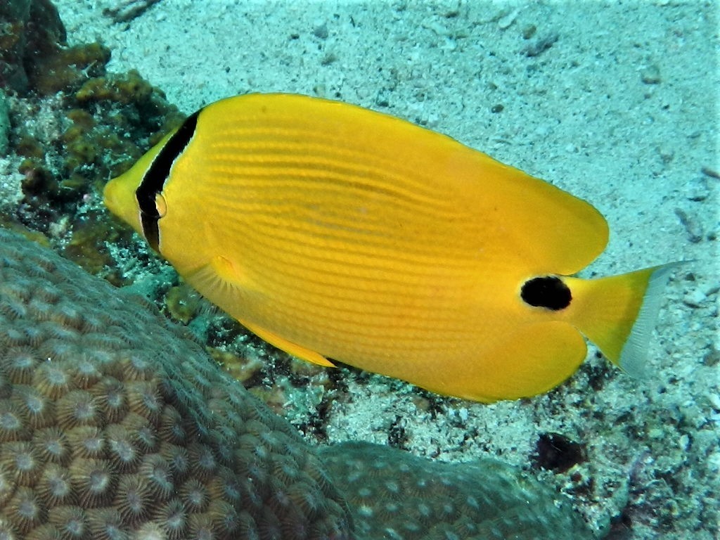 Andaman Butterflyfish (Saltwater Fish of the Indo Pacific) · iNaturalist