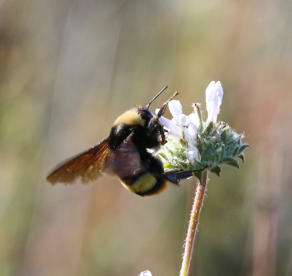 Crotch's Bumble Bee from Badger Hill & Badger Basin complex, San ...