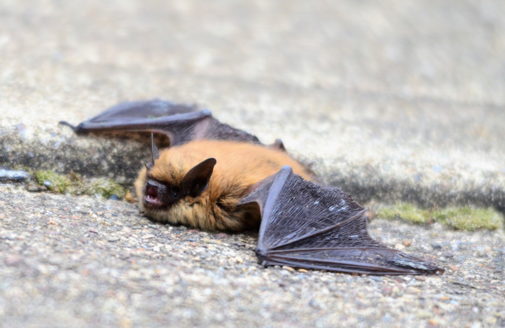 Myotis leibii (Audubon & Bachman, 1842)