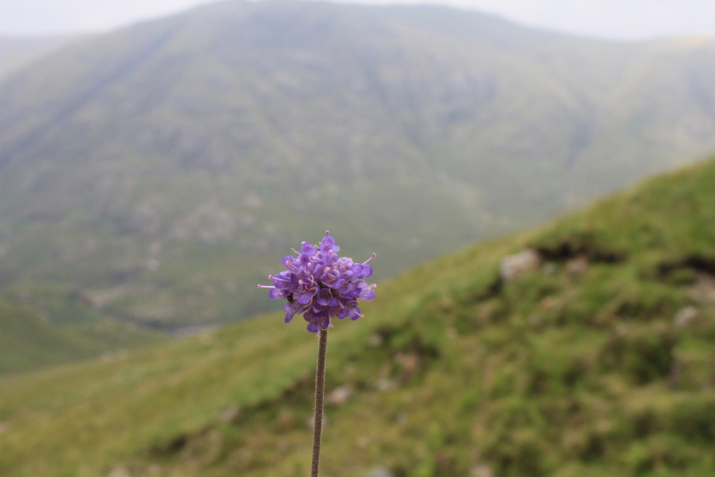 Devil's-bit Scabious from Highland, Reino Unido on August 22, 2013 at ...