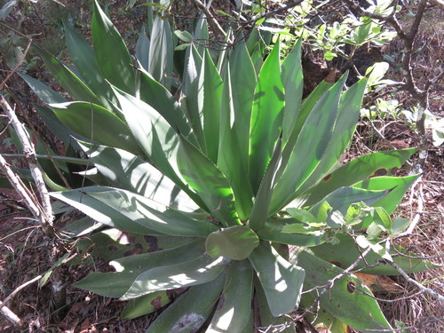 Variety Agave mitis mitis · iNaturalist