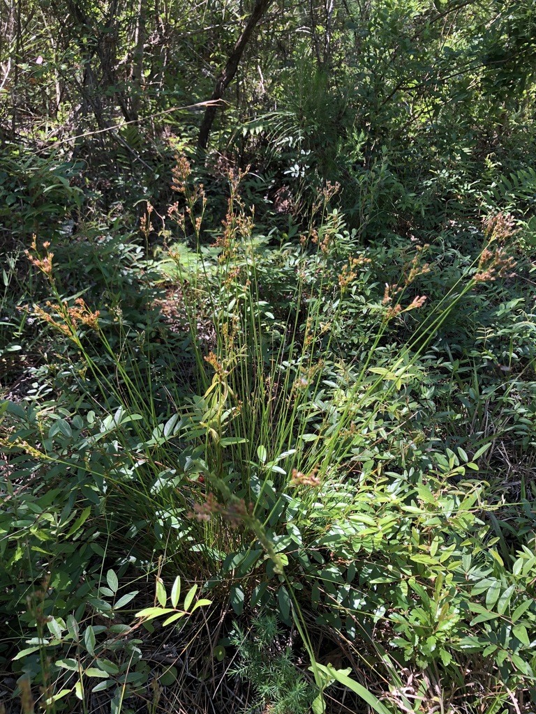 Forked Rush from St Johns County, FL, USA on April 22, 2020 at 11:27 AM ...