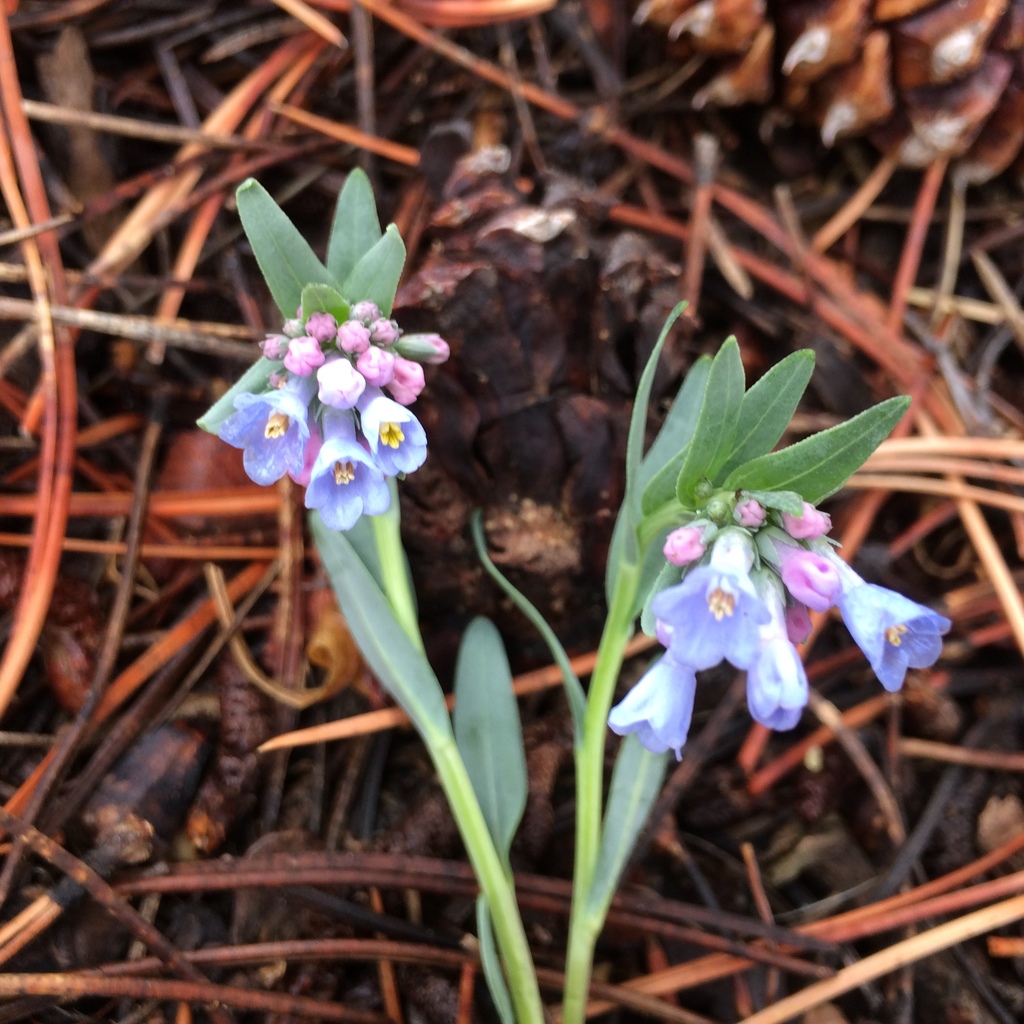 Prairie Bluebells (Plants of Eleven Mile State Park) · iNaturalist